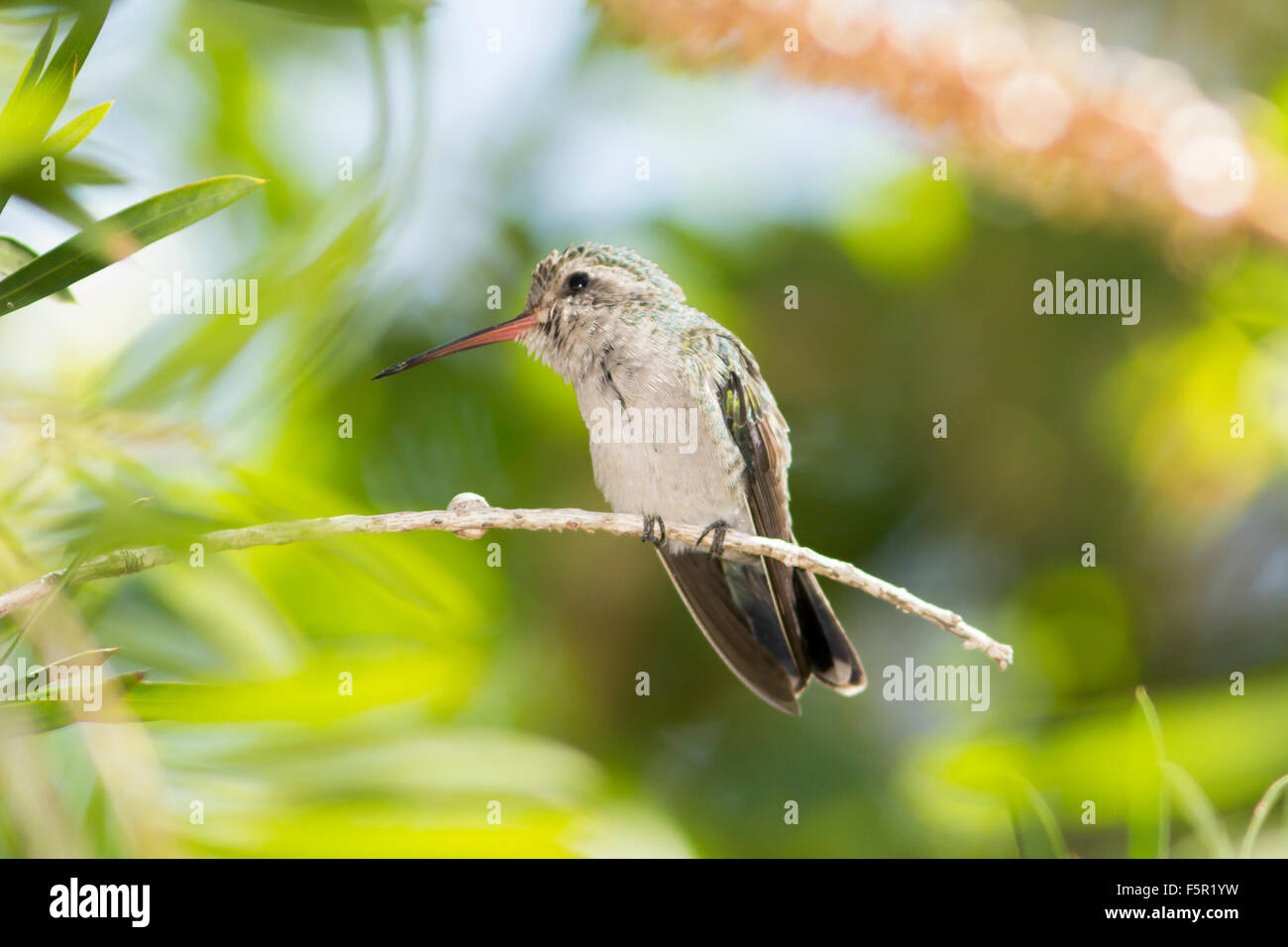 Female Broad-billed Hummingbird on Branch Stock Photo - Alamy