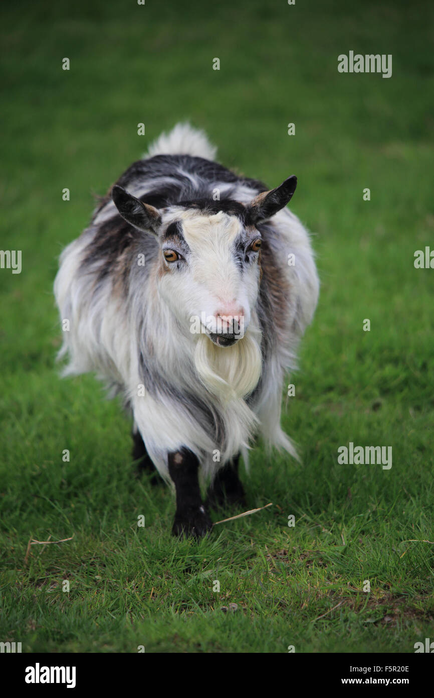 goatA beautiful Pygmy Goat walking on green grass Stock Photo - Alamy