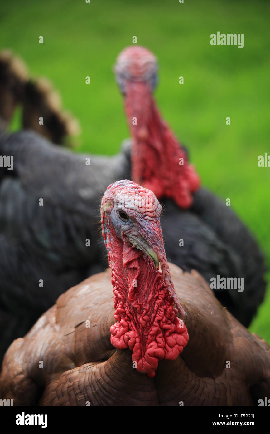 A beautiful Turkey Stock Photo - Alamy