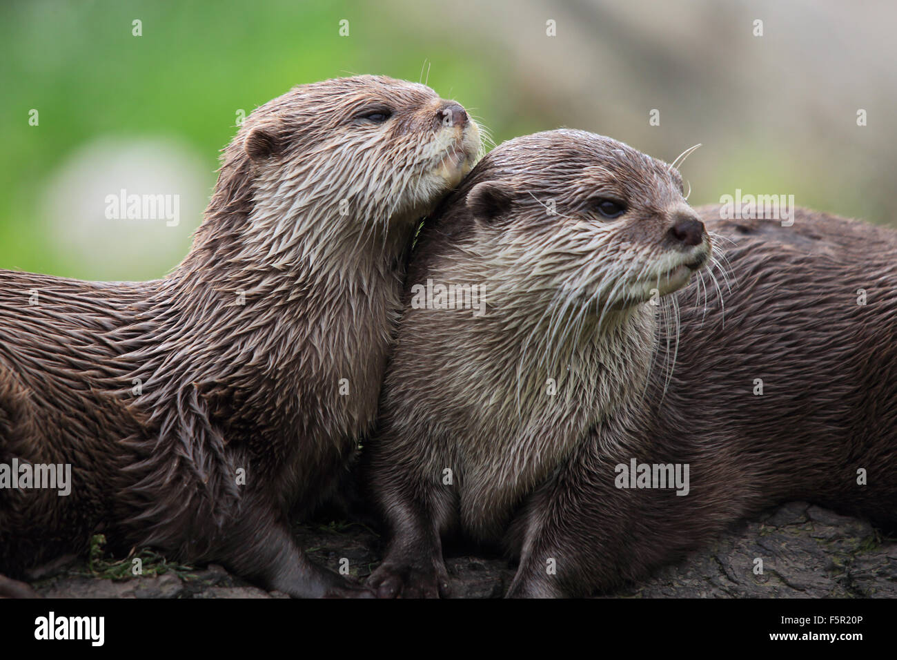 A couple of cuddly, Asian Short-Clawed Otters Stock Photo - Alamy