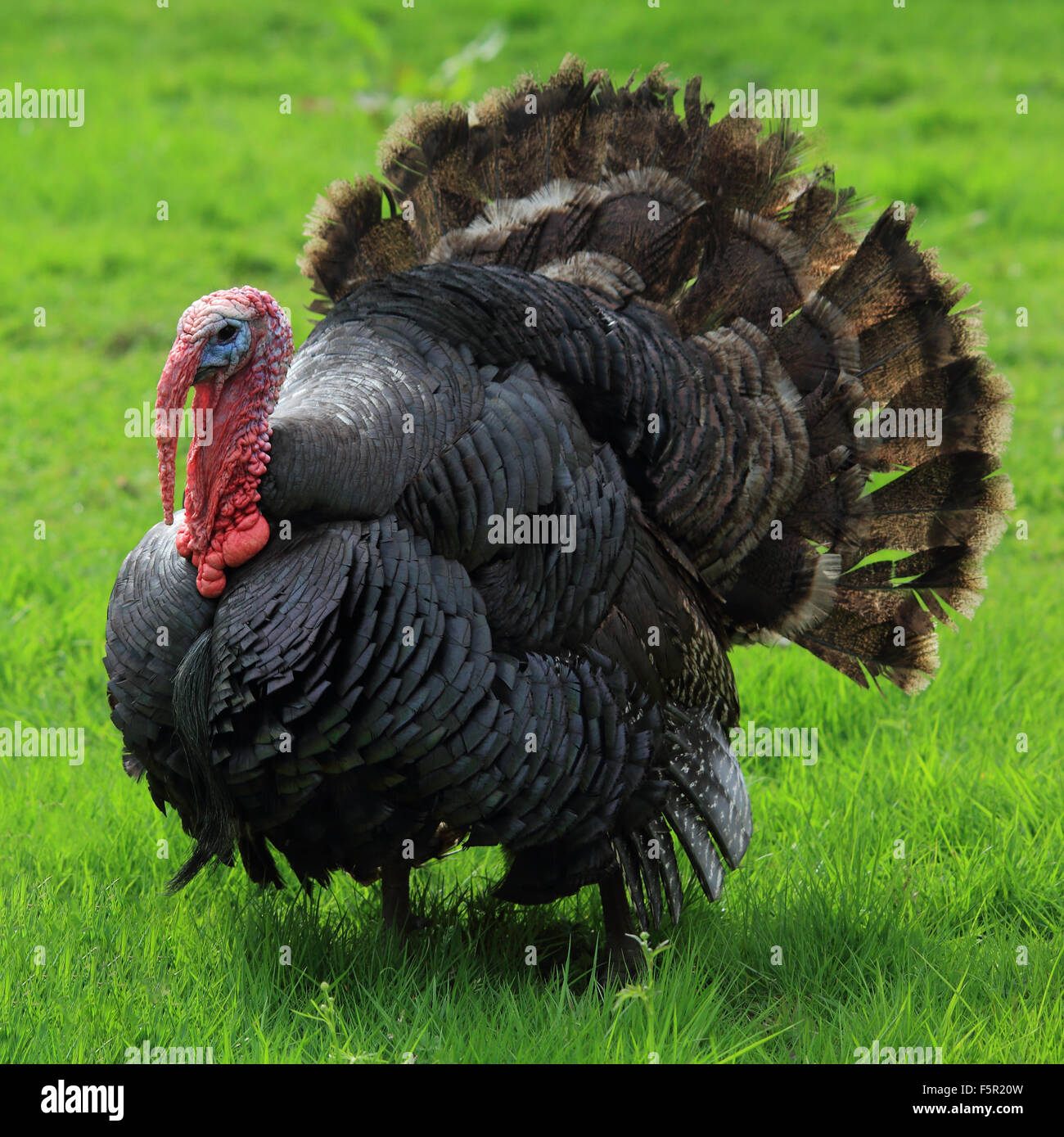 A beautiful Turkey, having its feathers all fanned out Stock Photo - Alamy