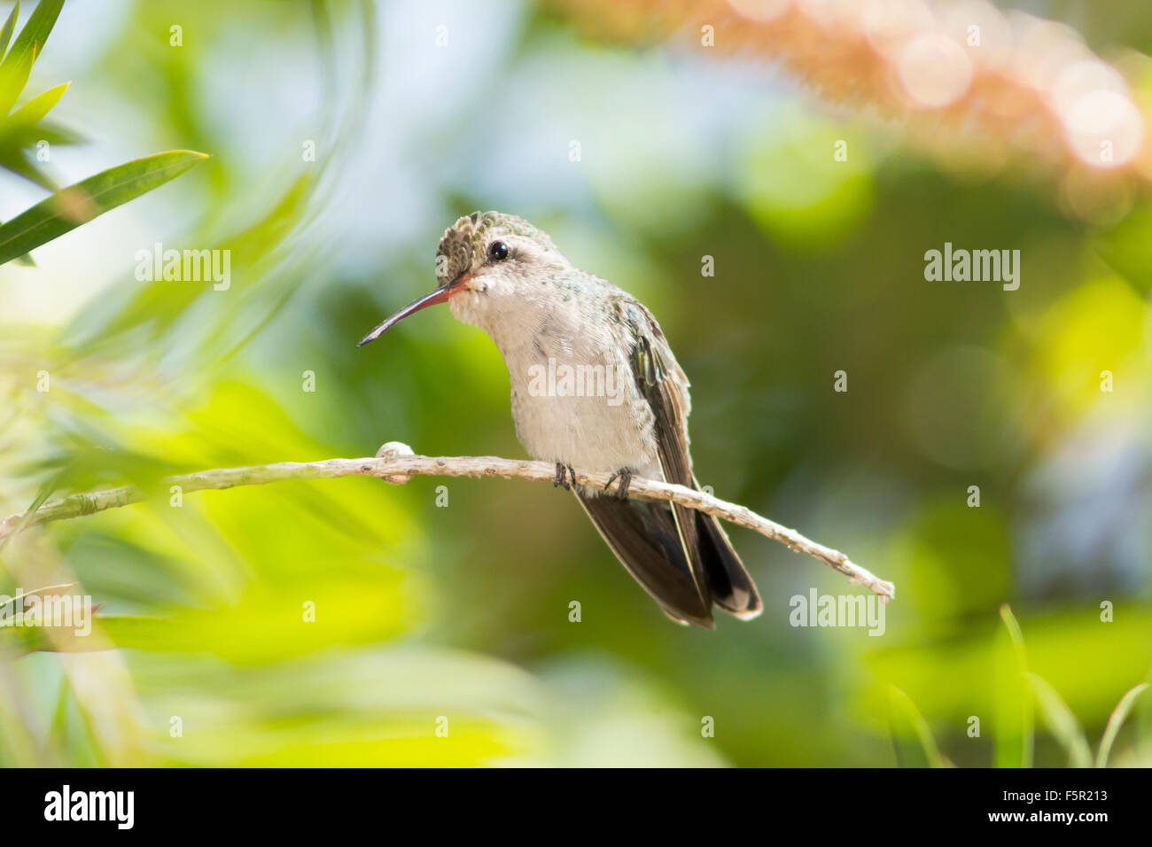 Perched Female Broad-billed Hummingbird Stock Photo - Alamy