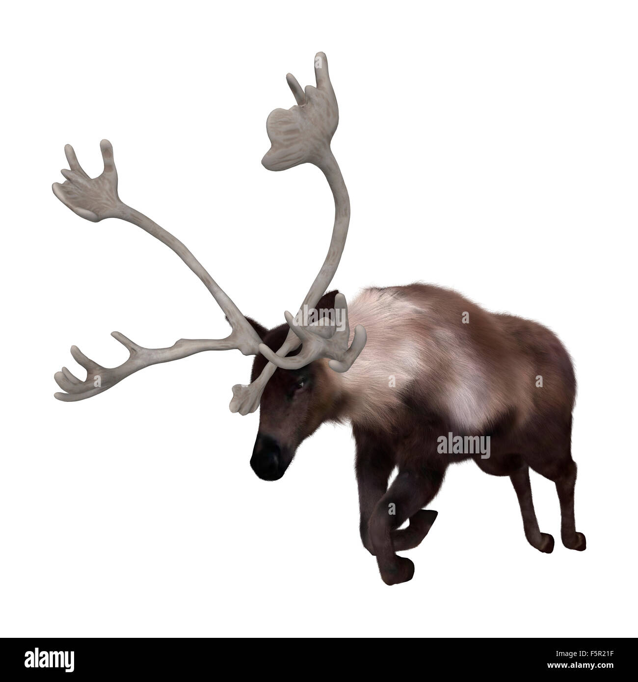 3D digital render of a caribou jumping isolated on white background ...