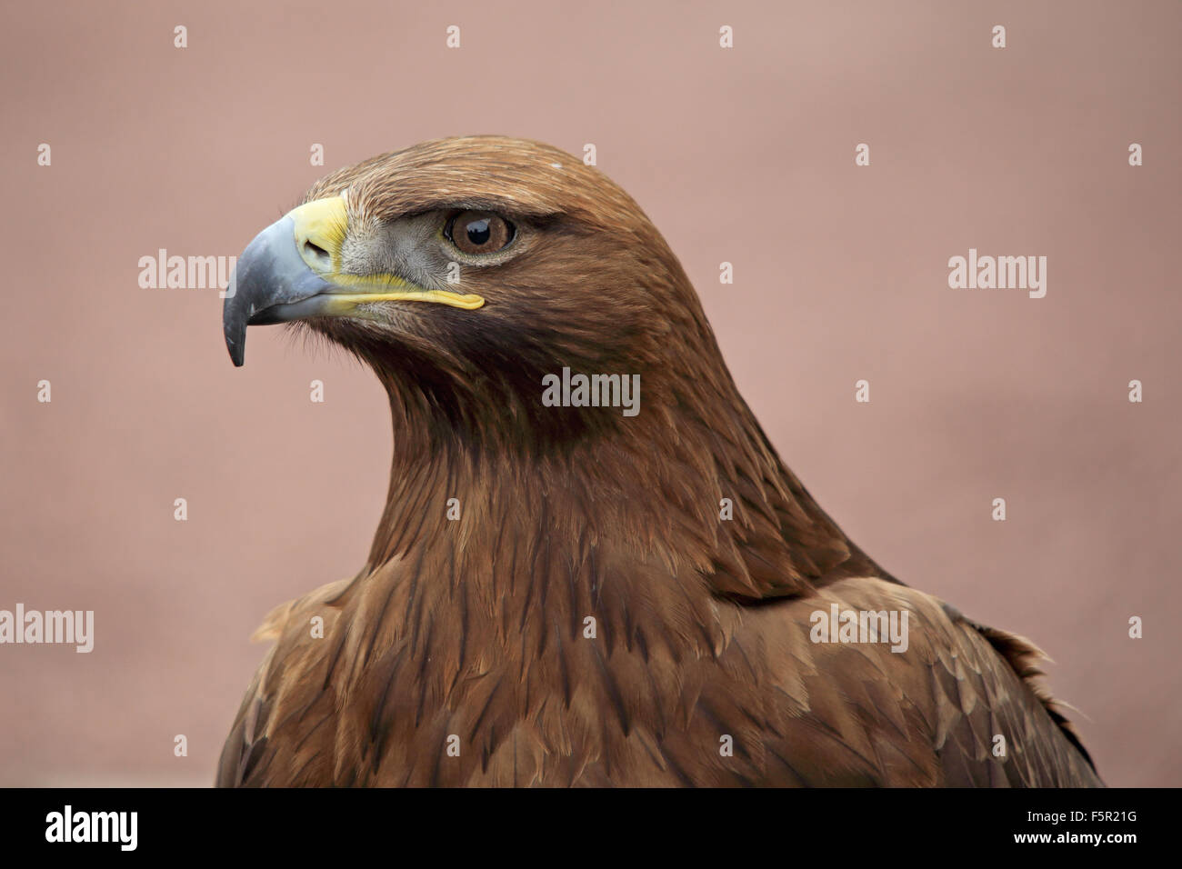 A head-shot, close-up, of a lovely Golden Eagle Stock Photo - Alamy