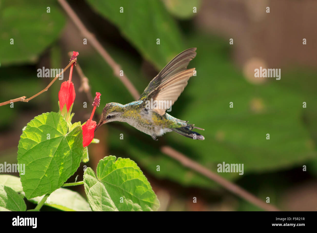 Flying Female Broad-billed Hummingbird Stock Photo - Alamy
