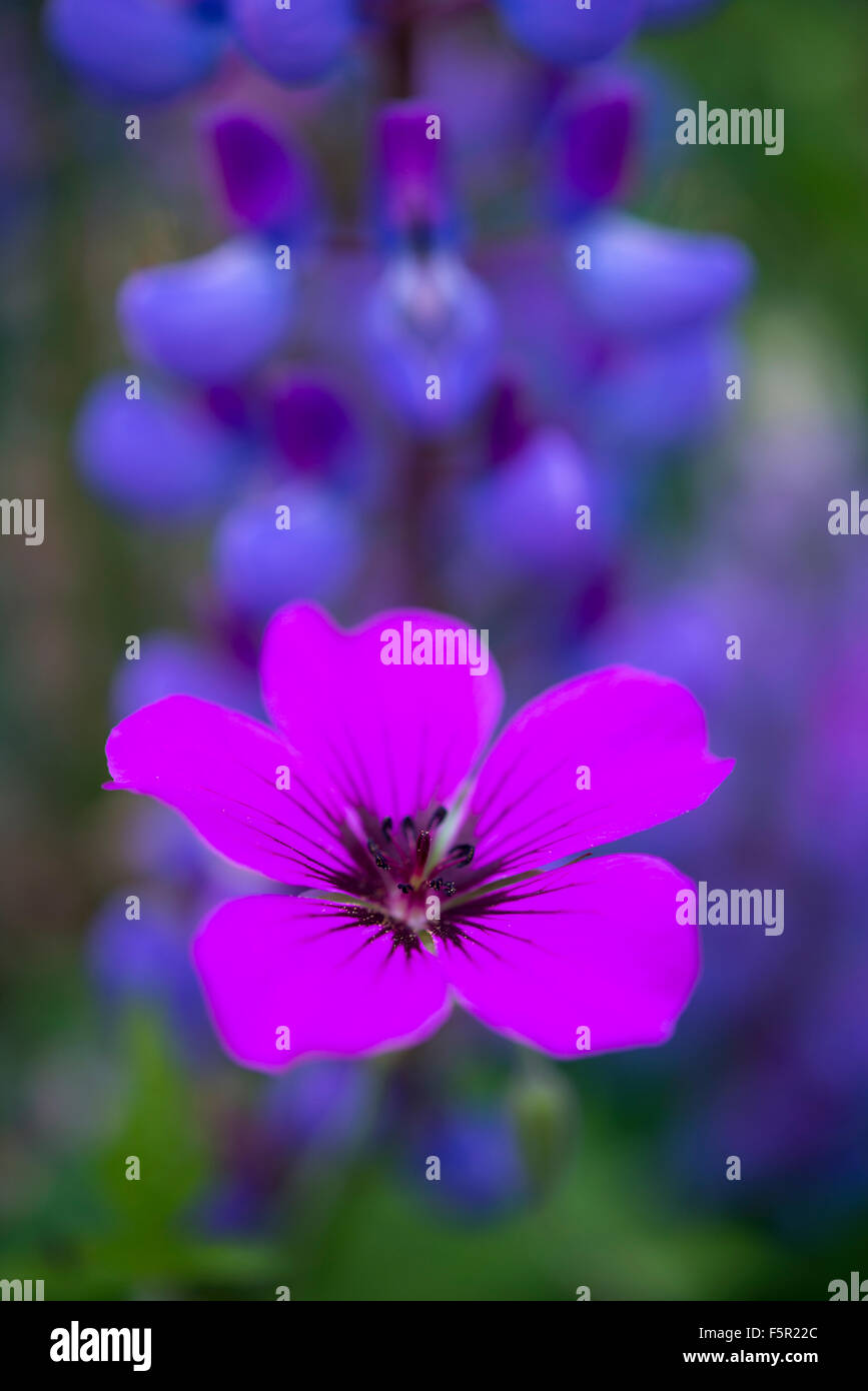 Vivid summer colour in an English garden in June. Magenta coloured ...