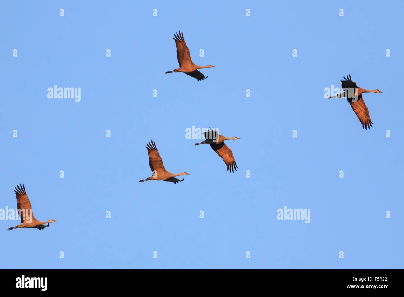 Five Sandhill Cranes in Sunrise Flight Stock Photo - Alamy