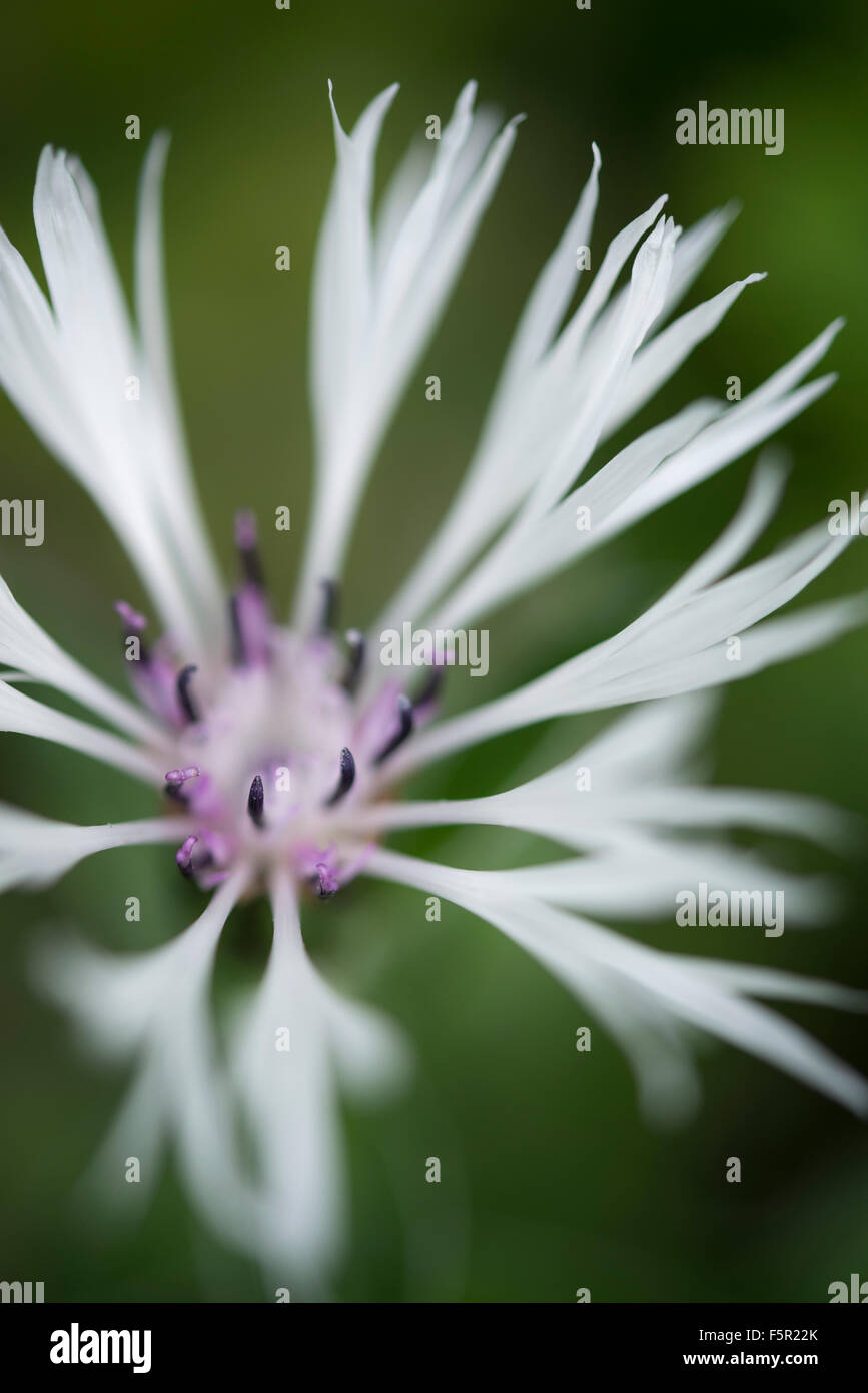 White Centaurea Montana flower in close up with soft white petals Stock ...