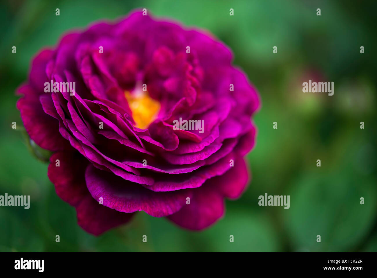 A deep burgundy rose seen in close up with soft green and yellow ...
