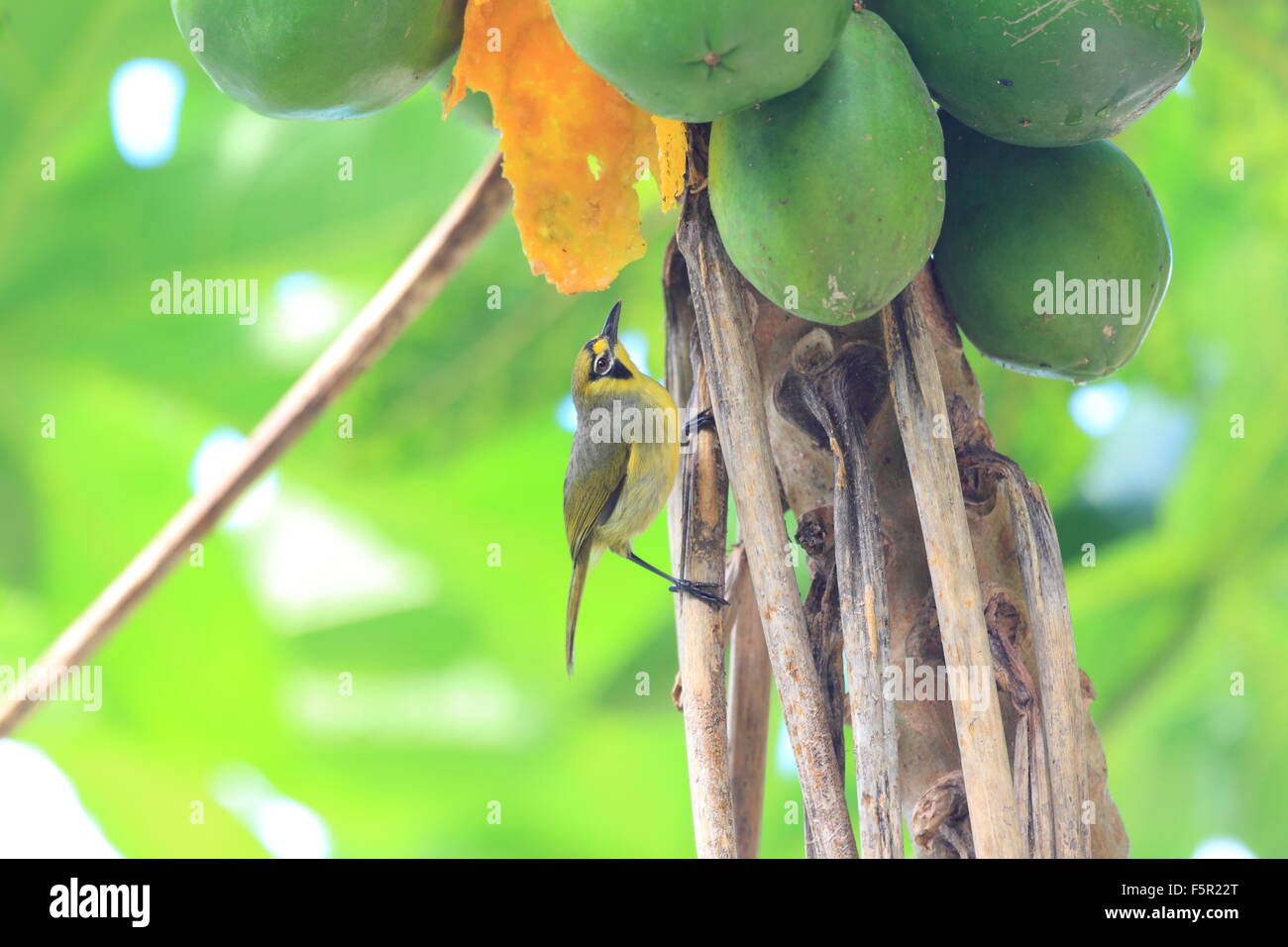 Bonin Honeyeater (Apalopteron familiare) in Ogsawara Island, Japan Stock Photo - Alamy