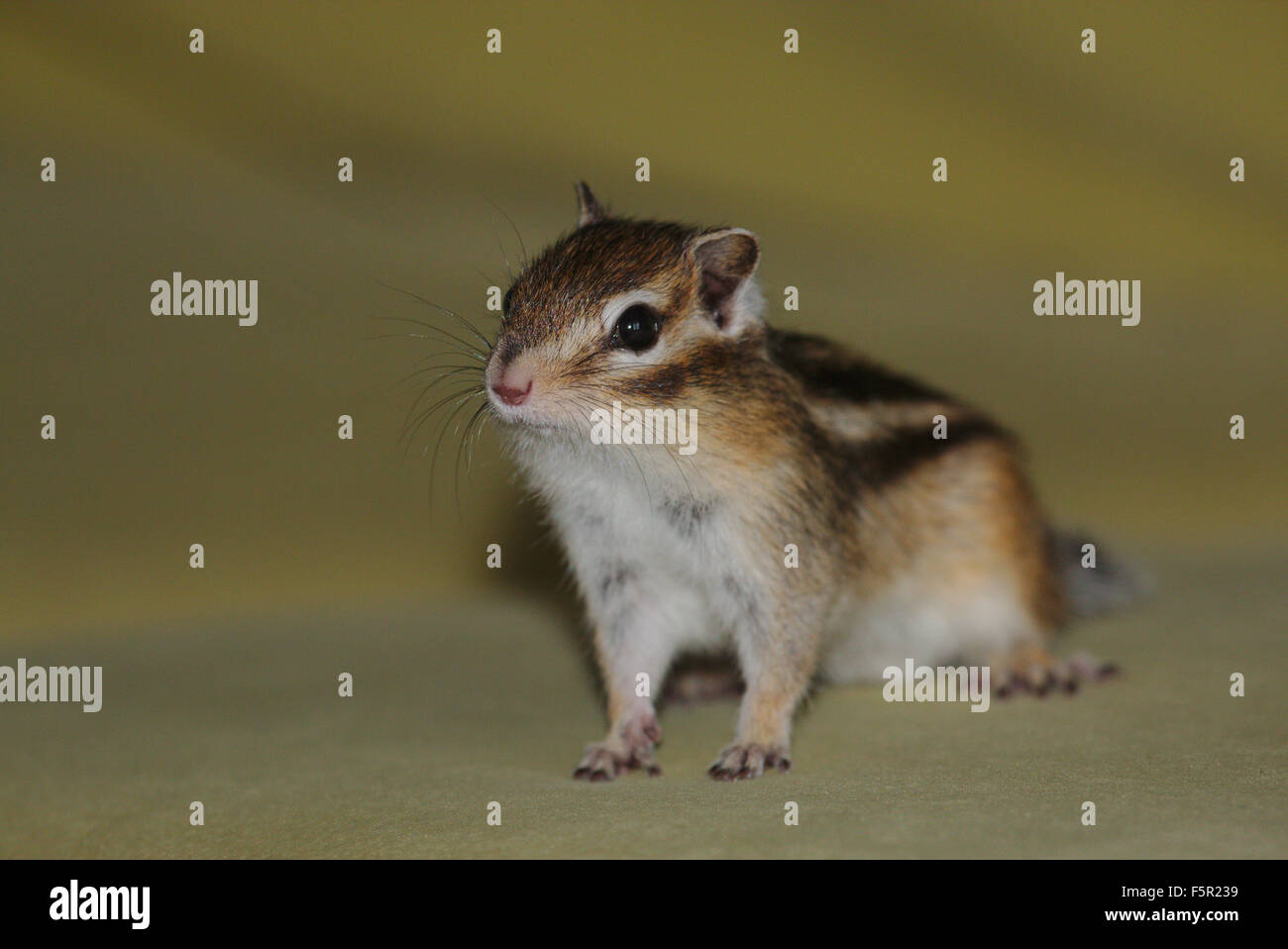 Siberian chipmunk (Tamias sibiricus Stock Photo - Alamy