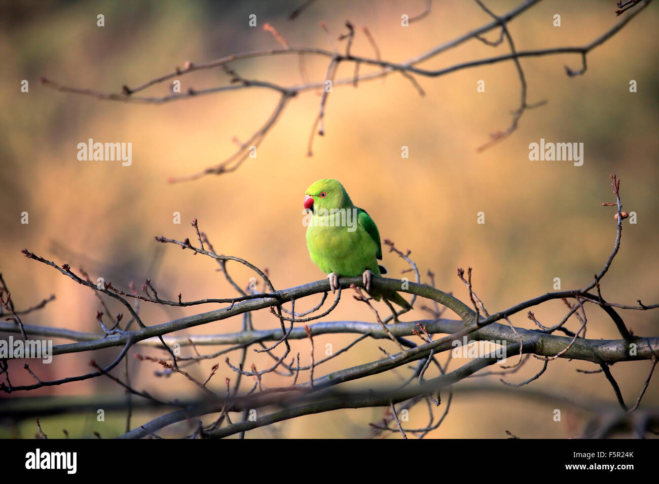Rose-ringed parakeet or ring-necked parakeet (Psittacula krameri ...