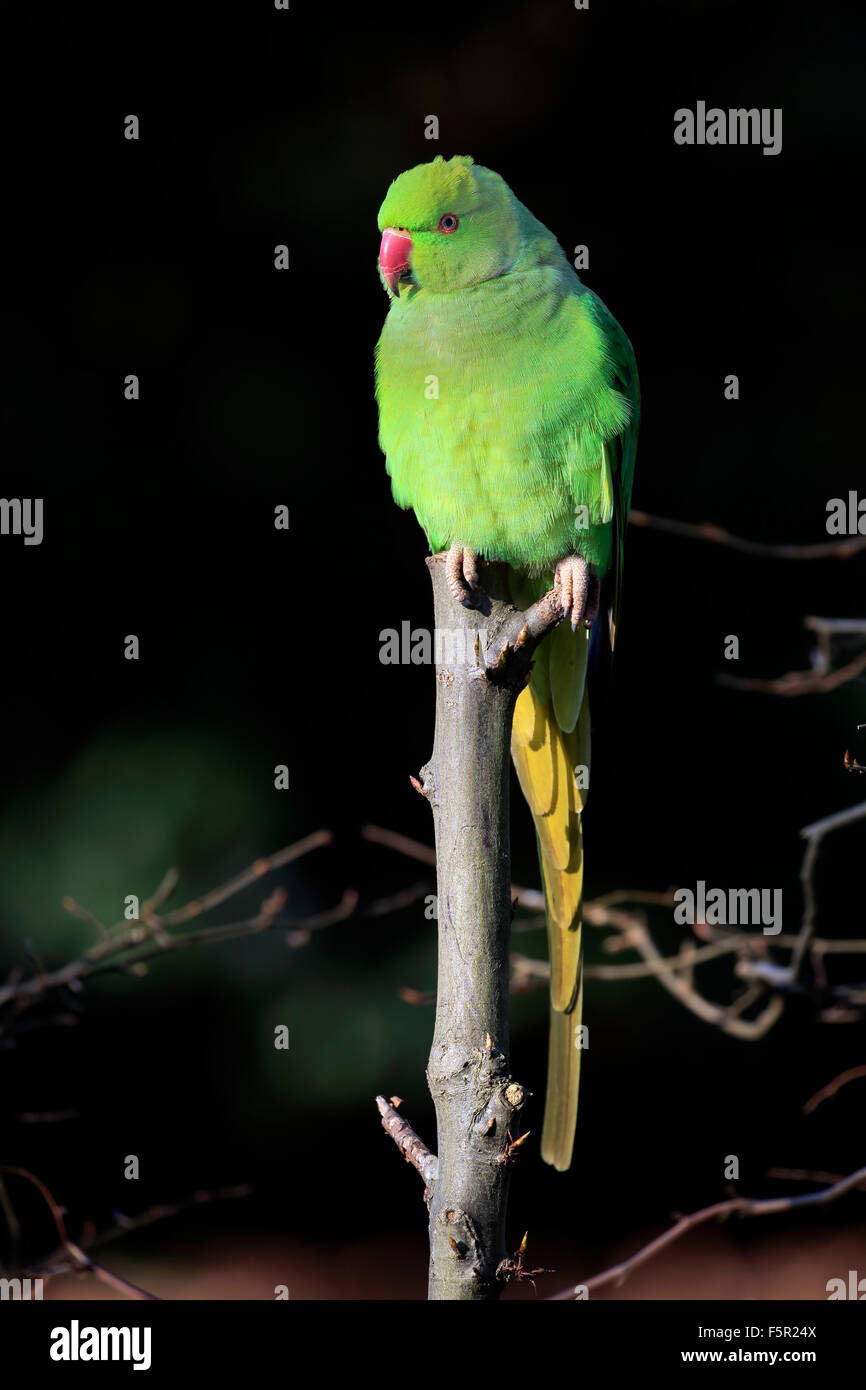 Rose-ringed parakeet or ring-necked parakeet (Psittacula krameri ...