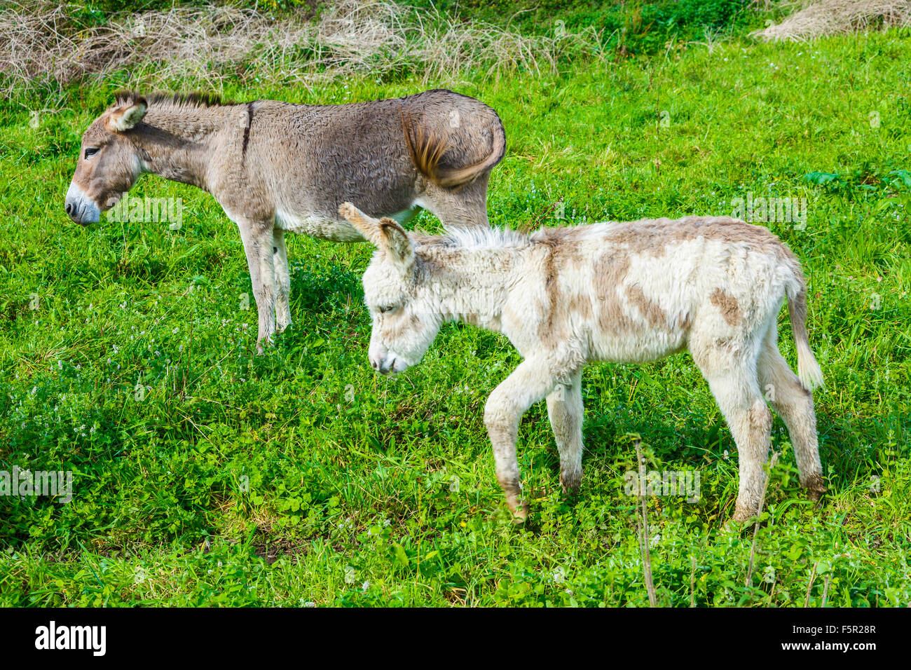 Cute Baby Donkey