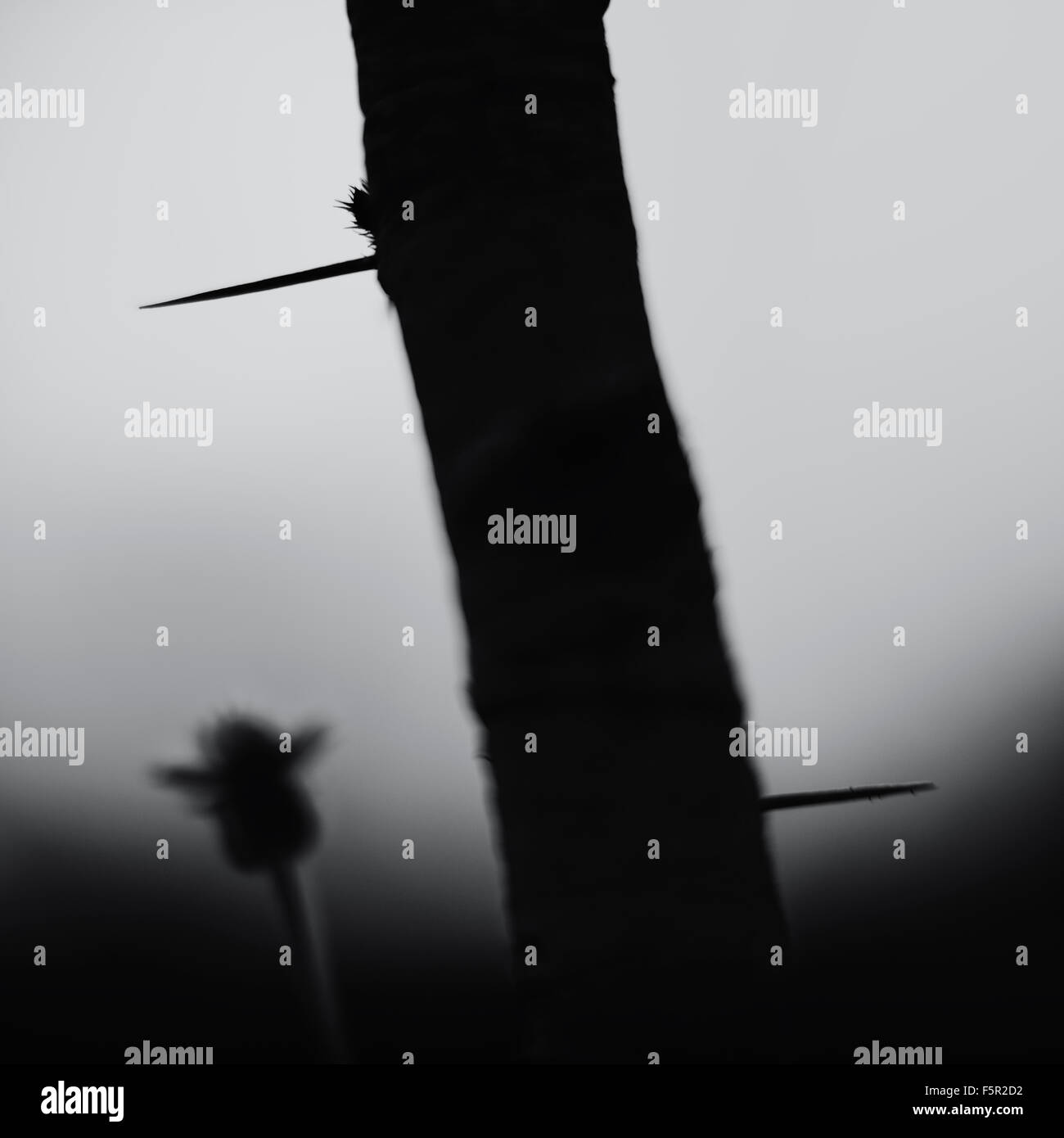 Thorn line hi-res stock photography and images - Alamy