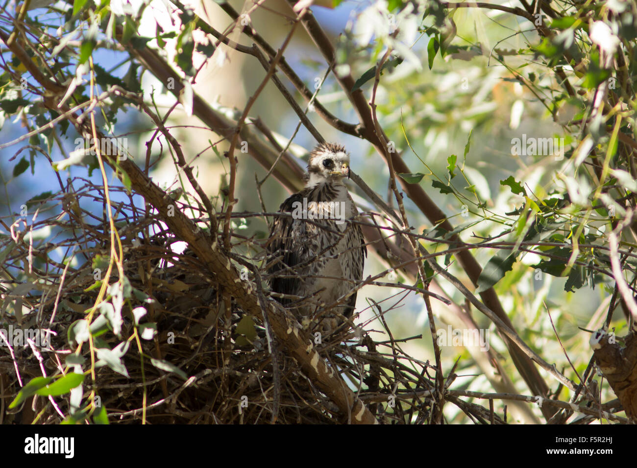 Cooper's Hawk Chick Stock Photo - Alamy