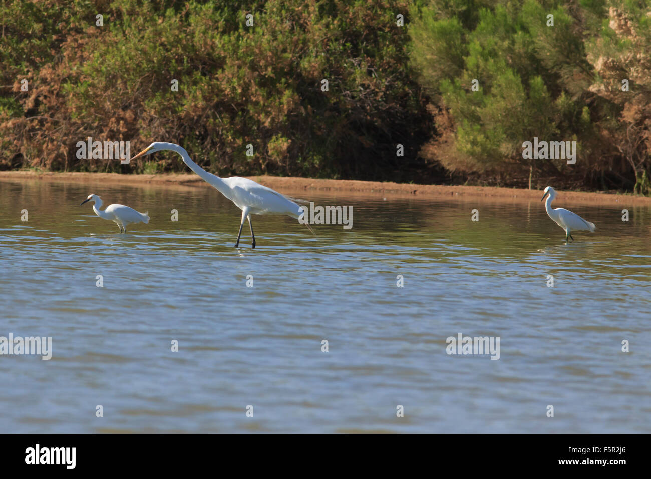Great Egret with Two Snowy Egrets Stock Photo - Alamy