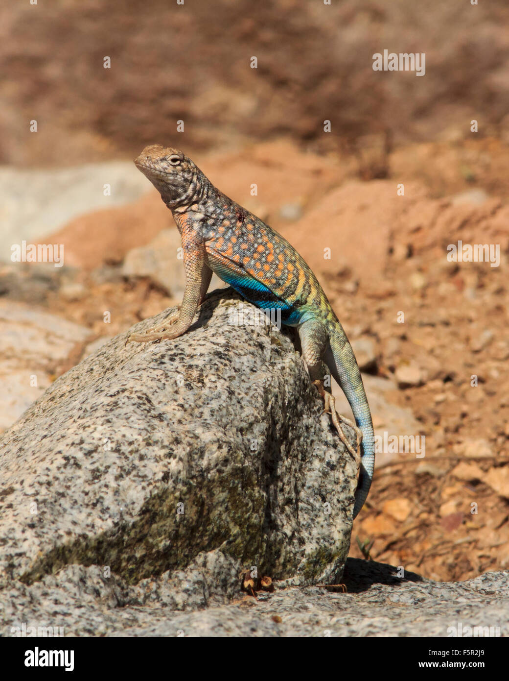 Greater Earless Lizard Side Stock Photo - Alamy