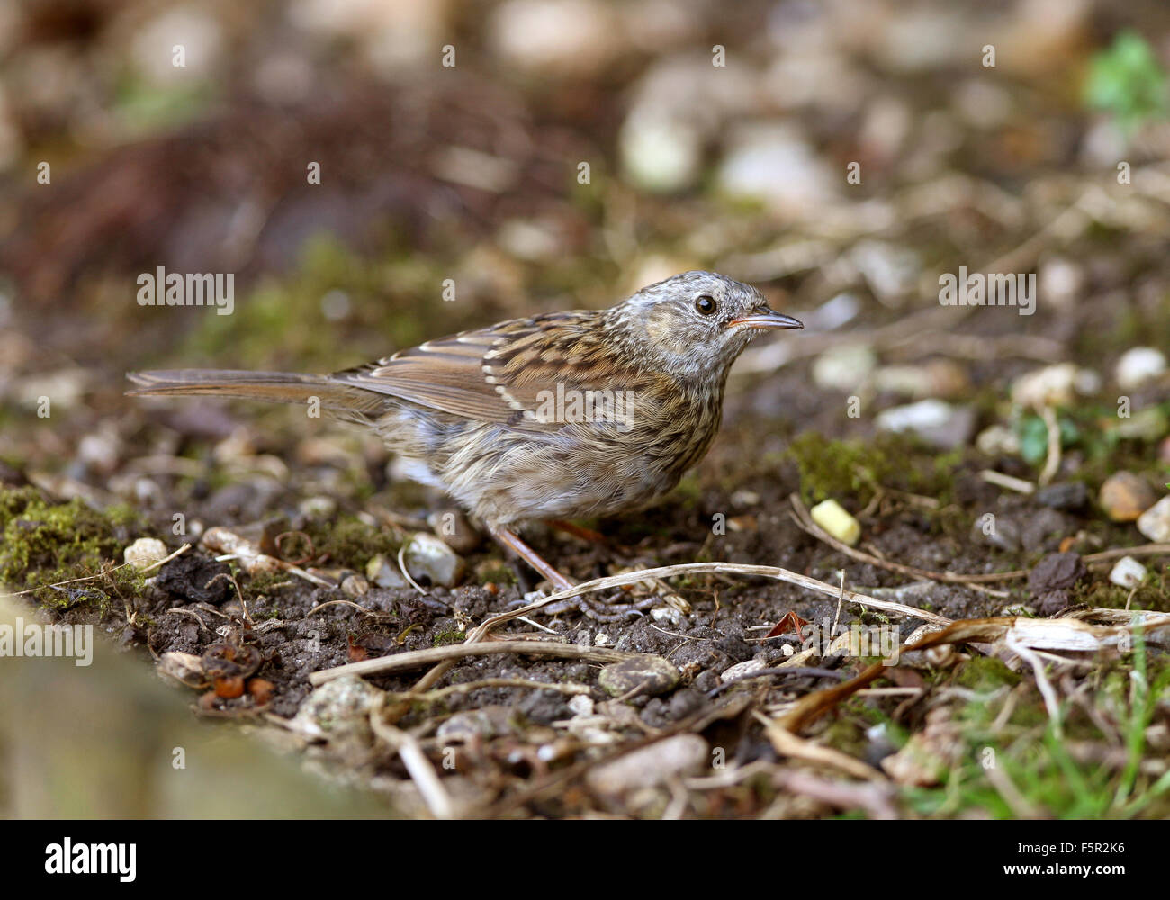 Young sparrow garden hi-res stock photography and images - Alamy