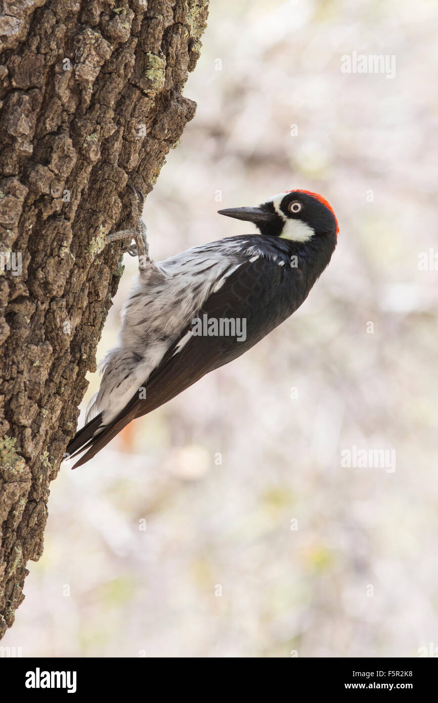 Alligator juniper hi-res stock photography and images - Alamy