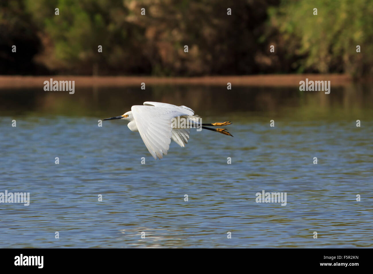 Snowy Egret Flying over Lake Stock Photo - Alamy