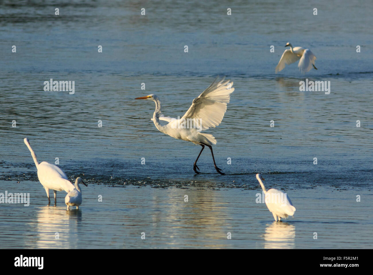 Great Egret Landing Stock Photo - Alamy