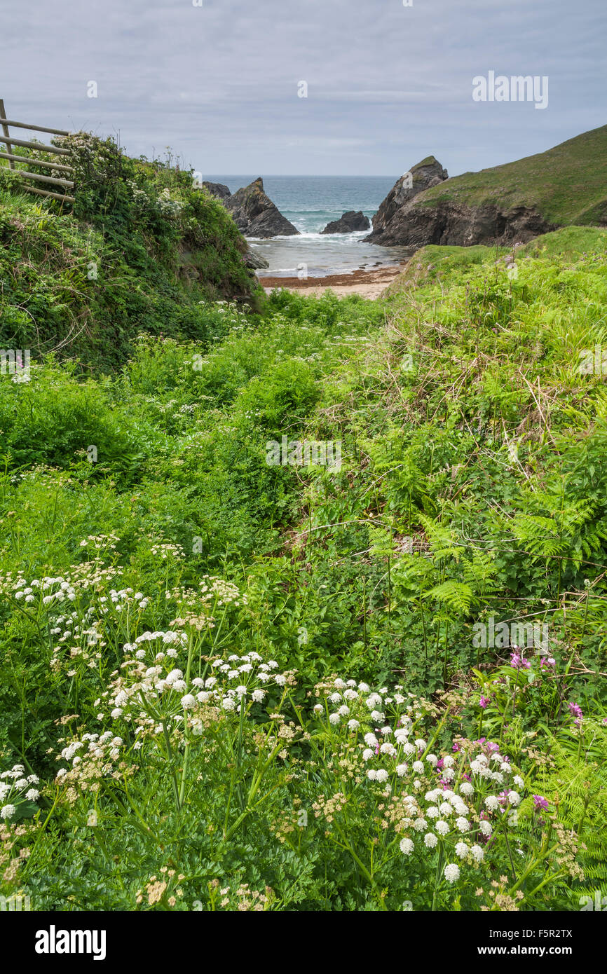 Wildflowers growing in a cove in Devon near the sea Stock Photo - Alamy