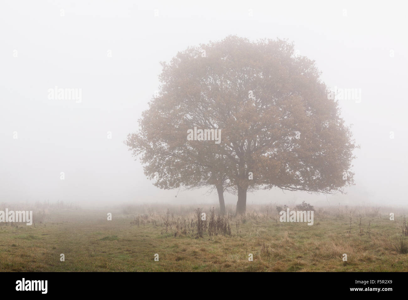 Stand of oak trees hi-res stock photography and images - Alamy