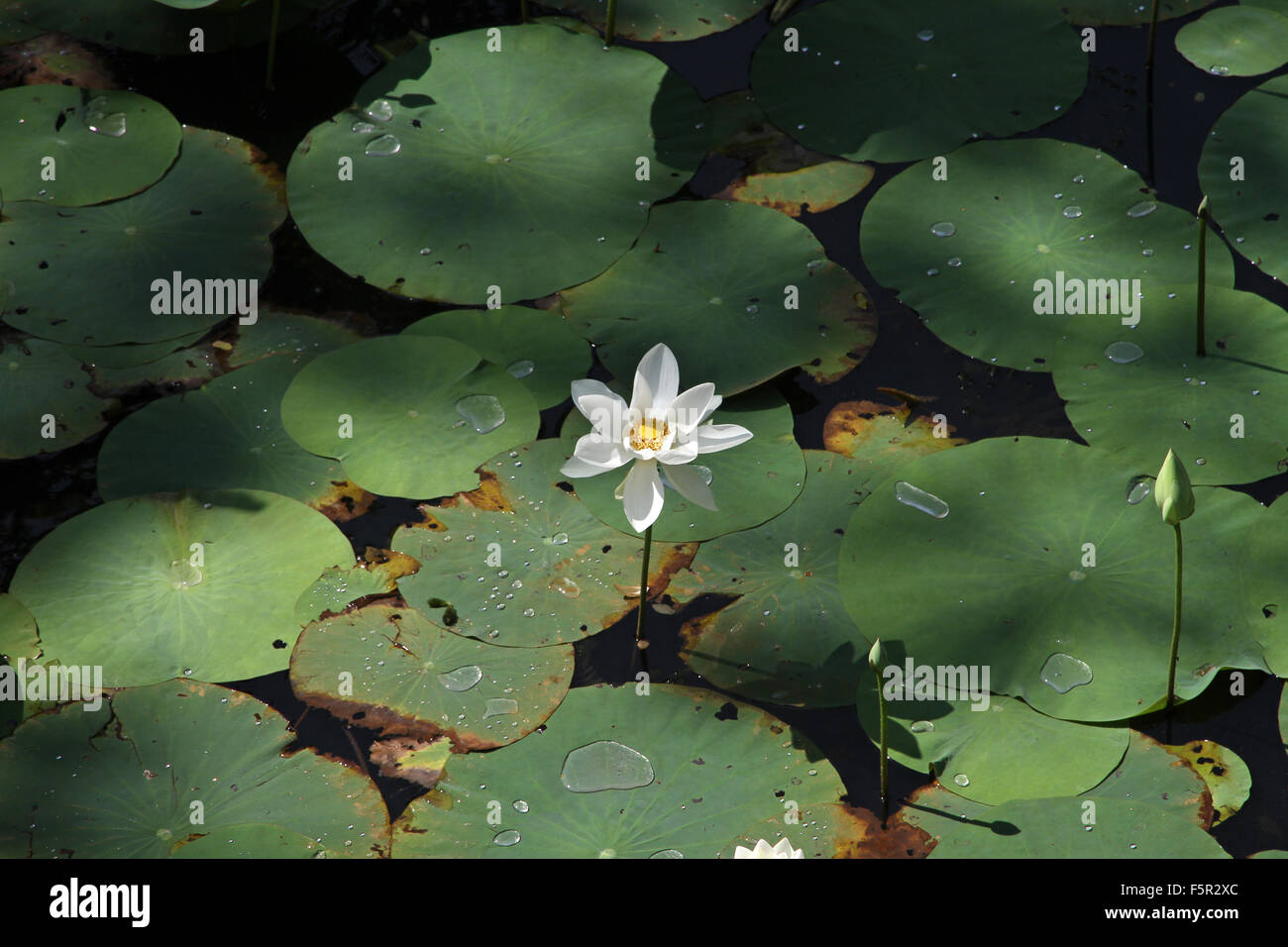 Beauty oin nature hi-res stock photography and images - Alamy