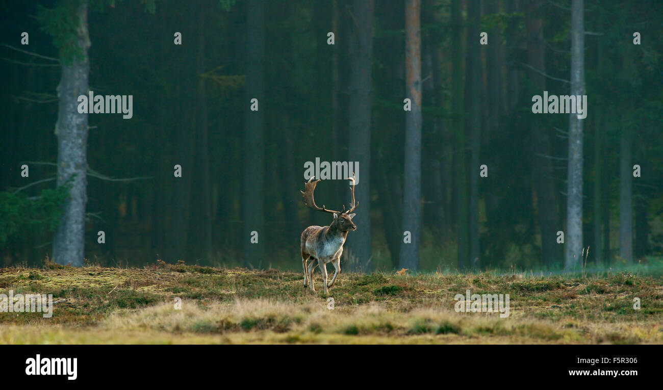 Fallow deer (Dama dama), buck, Hesse, Germany Stock Photo - Alamy