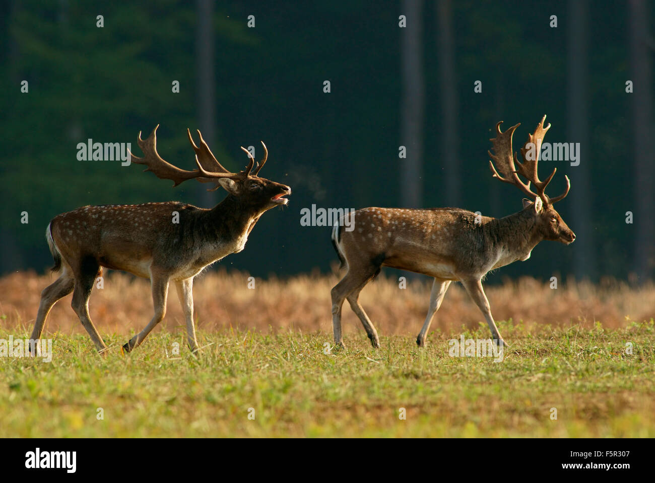 Fallow deer (Dama dama), bucks during the rut, Hesse, Germany Stock ...