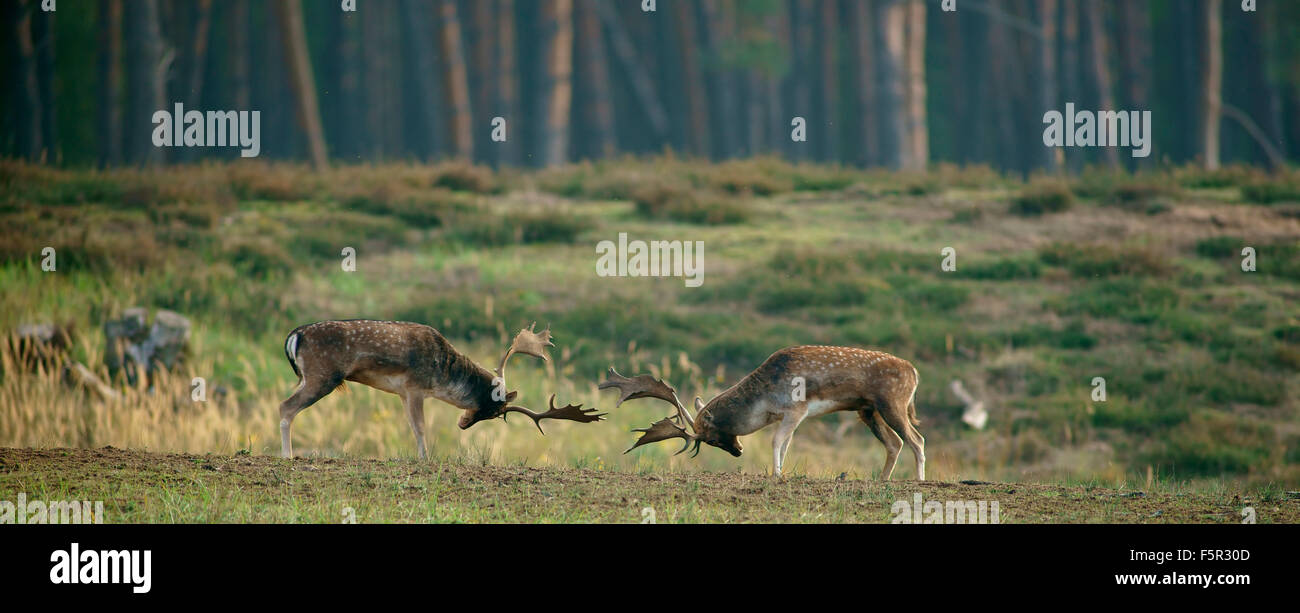 Fallow deer (Dama dama), ranking fights, bucks during the rut, Hesse ...