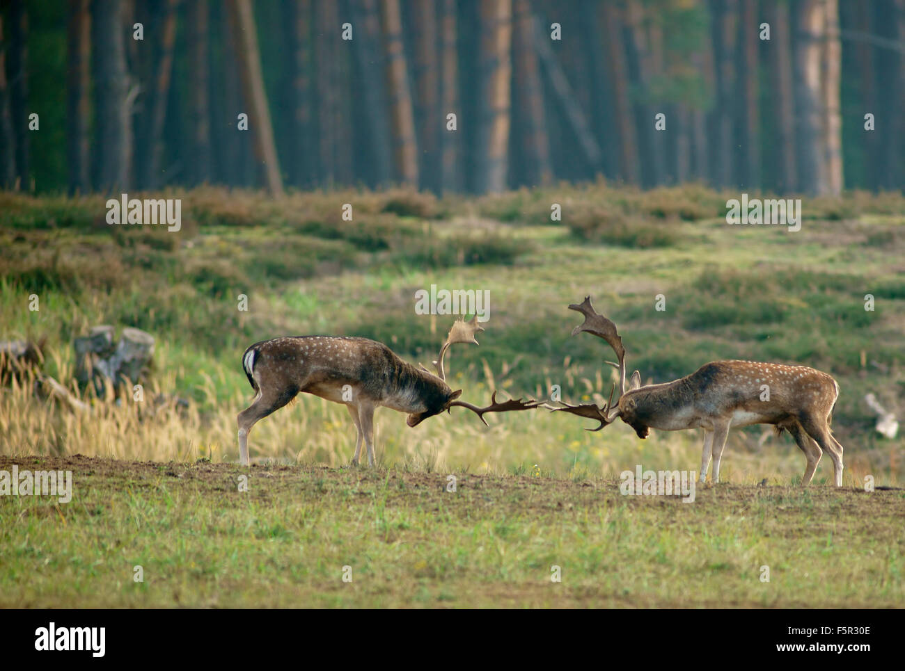 Fallow deer (Dama dama), ranking fights, bucks during the rut, Hesse ...