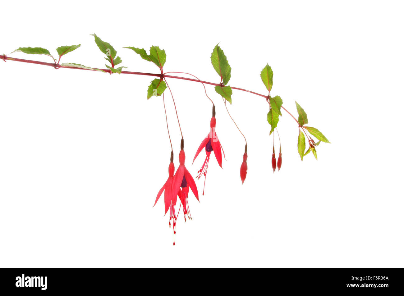 Wild Fuchsia flowers and foliage isolated against white Stock Photo - Alamy