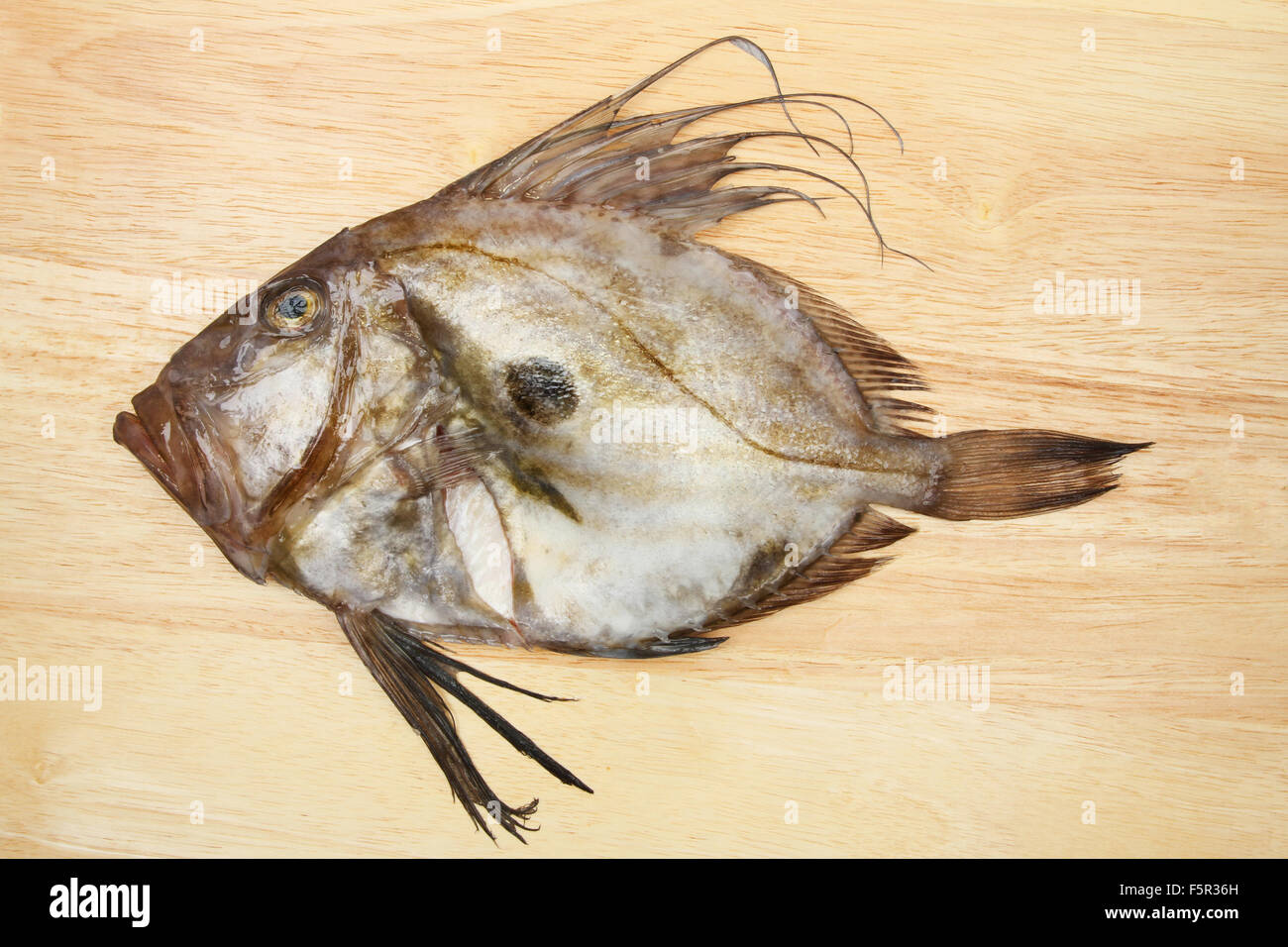 St peters fish hi-res stock photography and images - Alamy