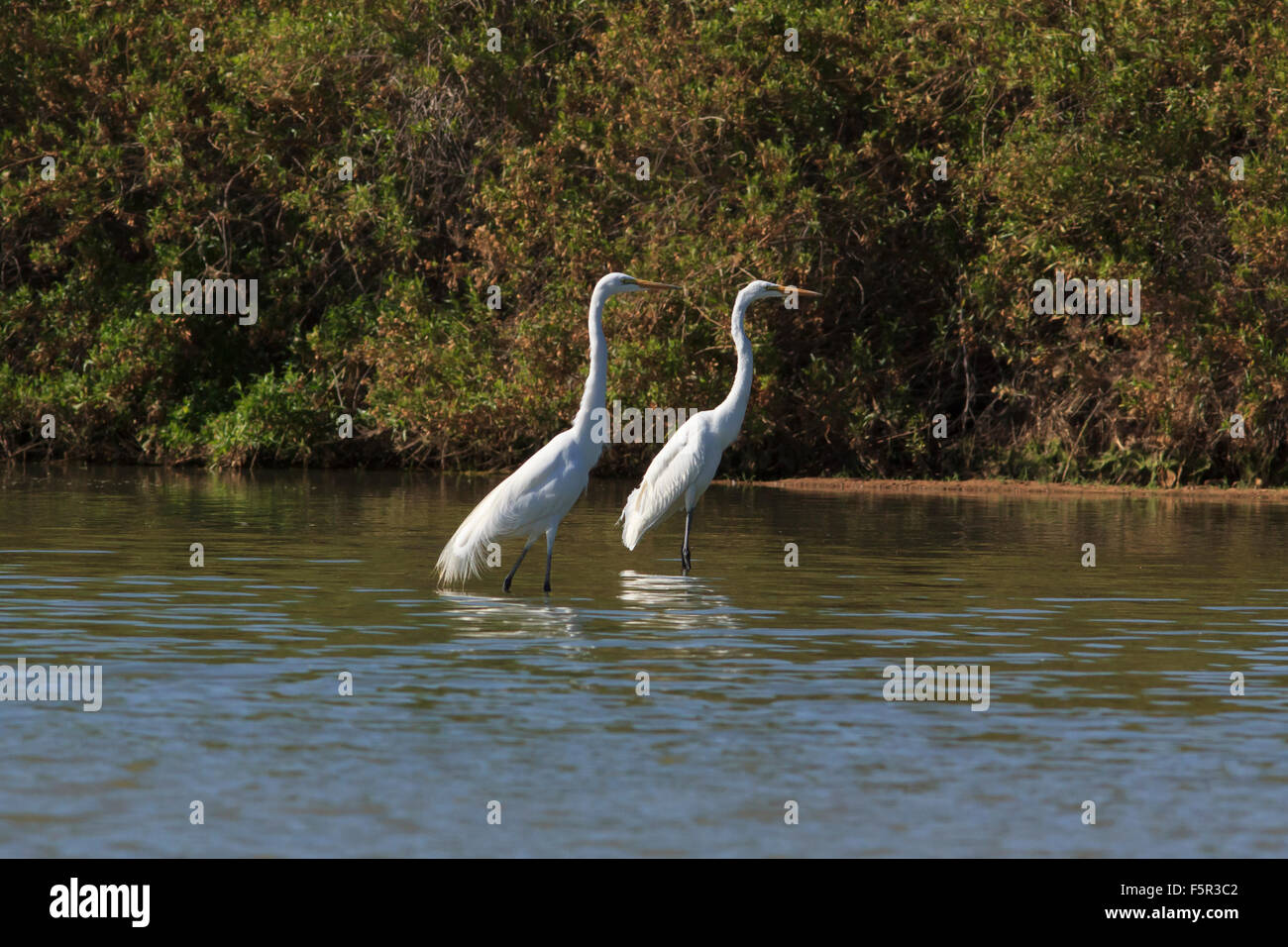 Two Great Egrets in Pond Stock Photo - Alamy