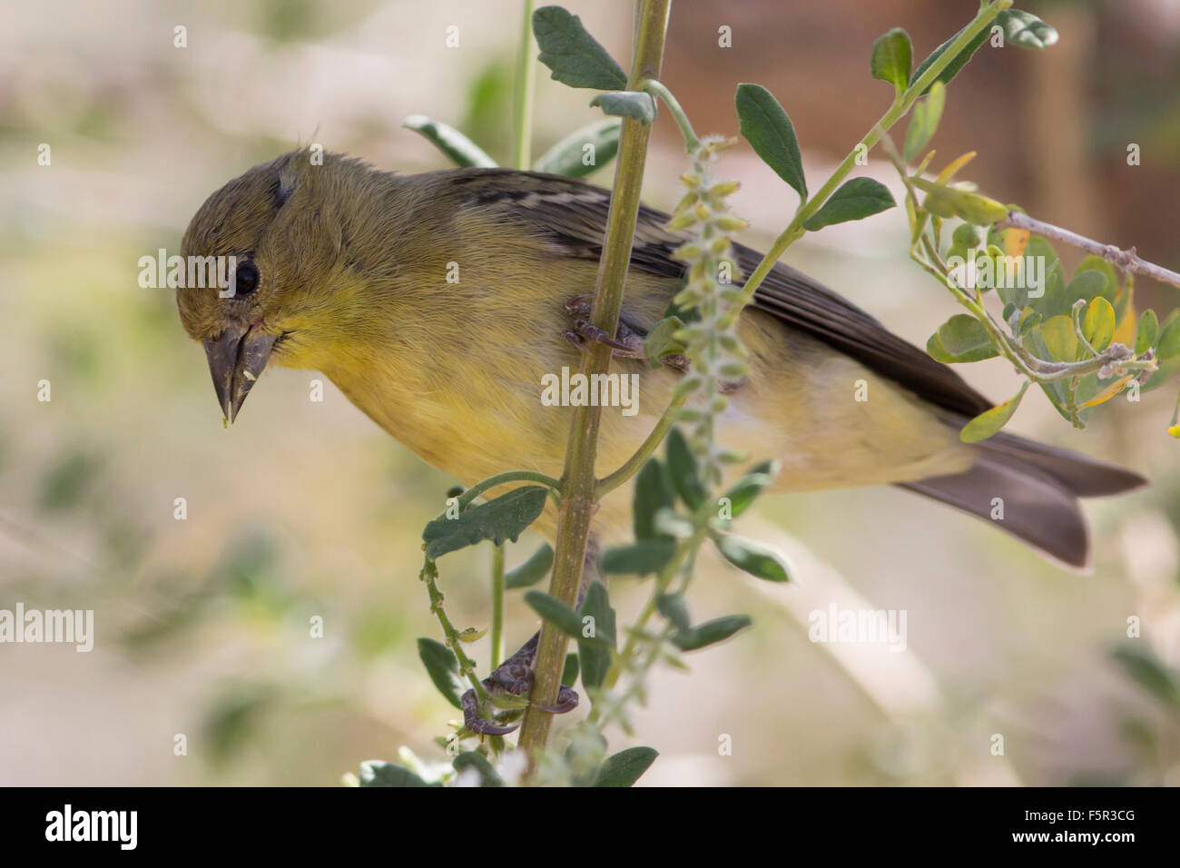 American Goldfinch Feeding with seeds on beak Stock Photo - Alamy