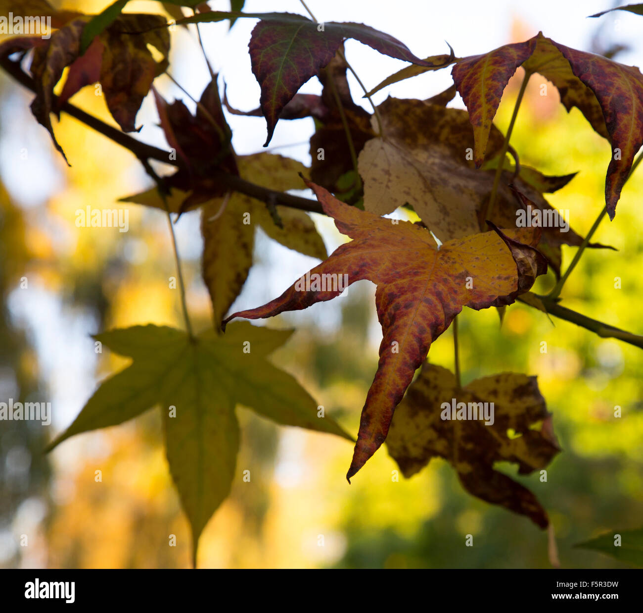 Muted Autumnal red leaves on a blue sky back drop Stock Photo - Alamy