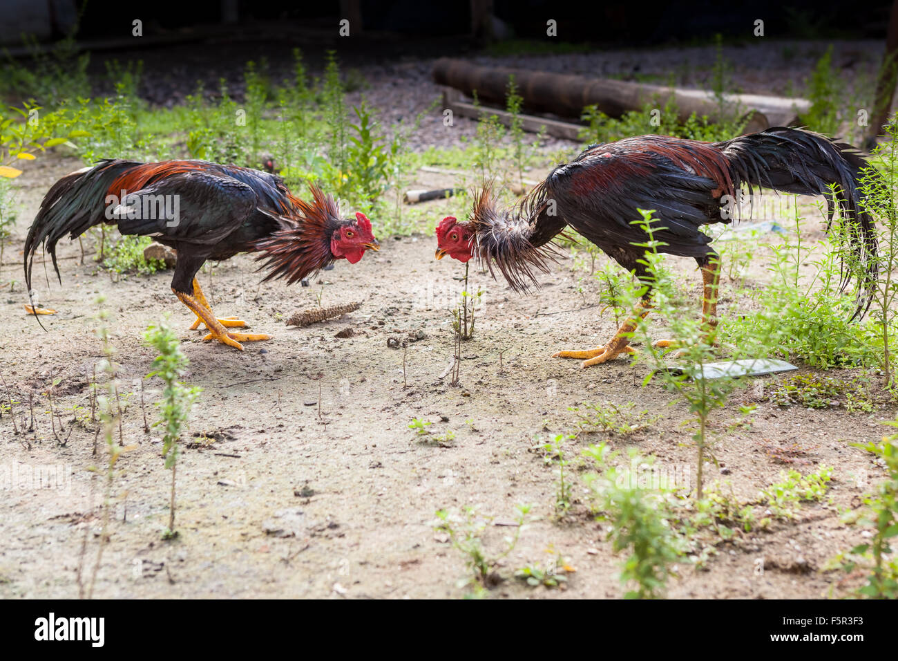 two male chickens fight for the honor of chickens Stock Photo - Alamy