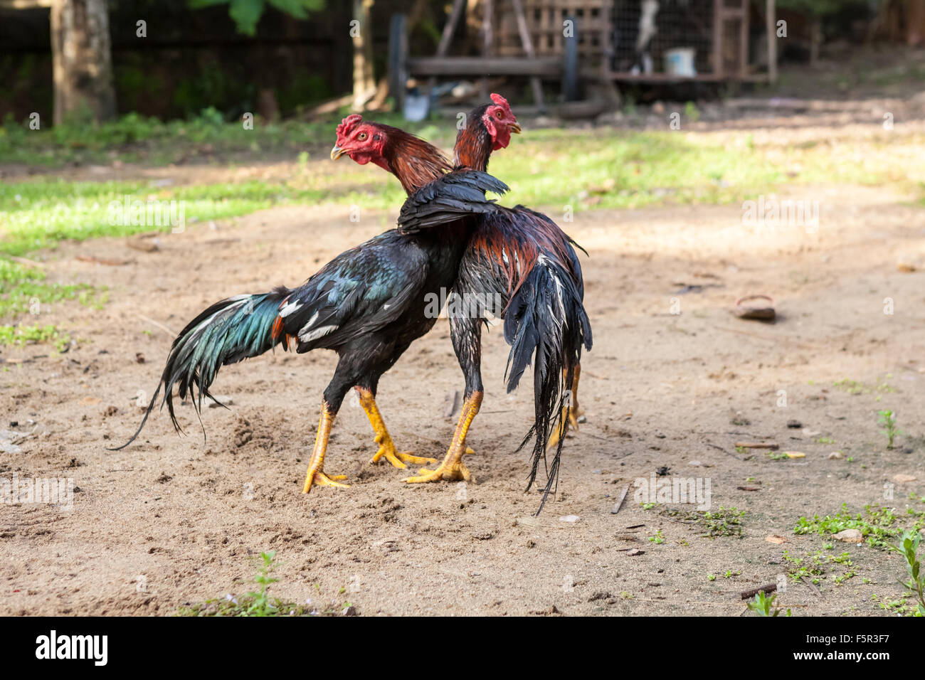 two male chickens fight for the honor of chickens Stock Photo - Alamy