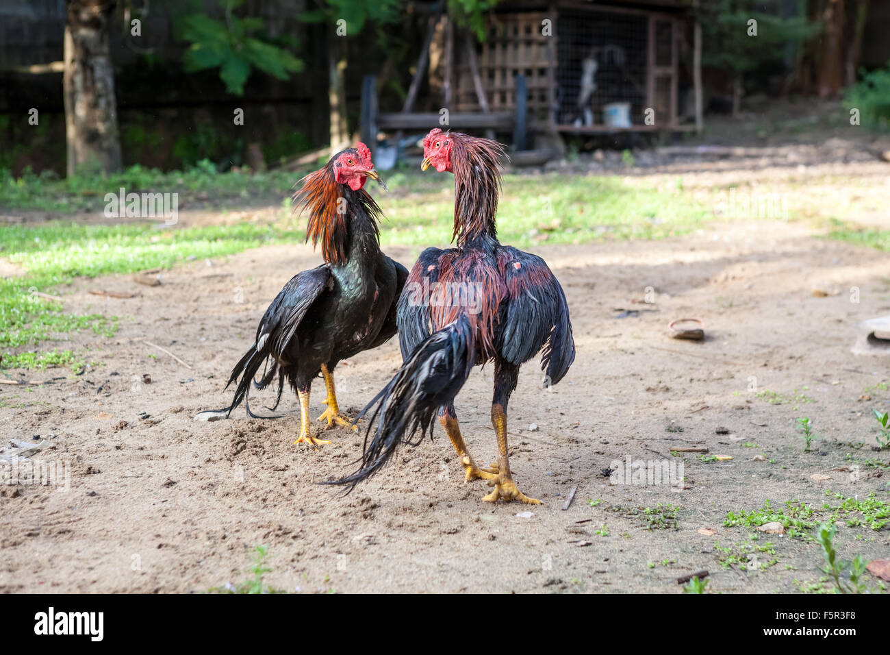 two male chickens fight for the honor of chickens Stock Photo - Alamy
