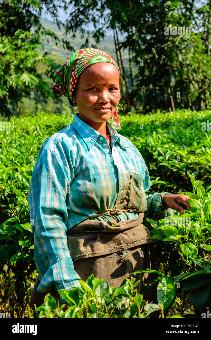 Gathering tea leaves hi-res stock photography and images - Alamy