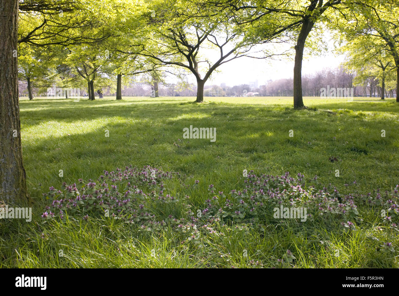 Regent's Park, London in the early spring showing a carpet of green ...