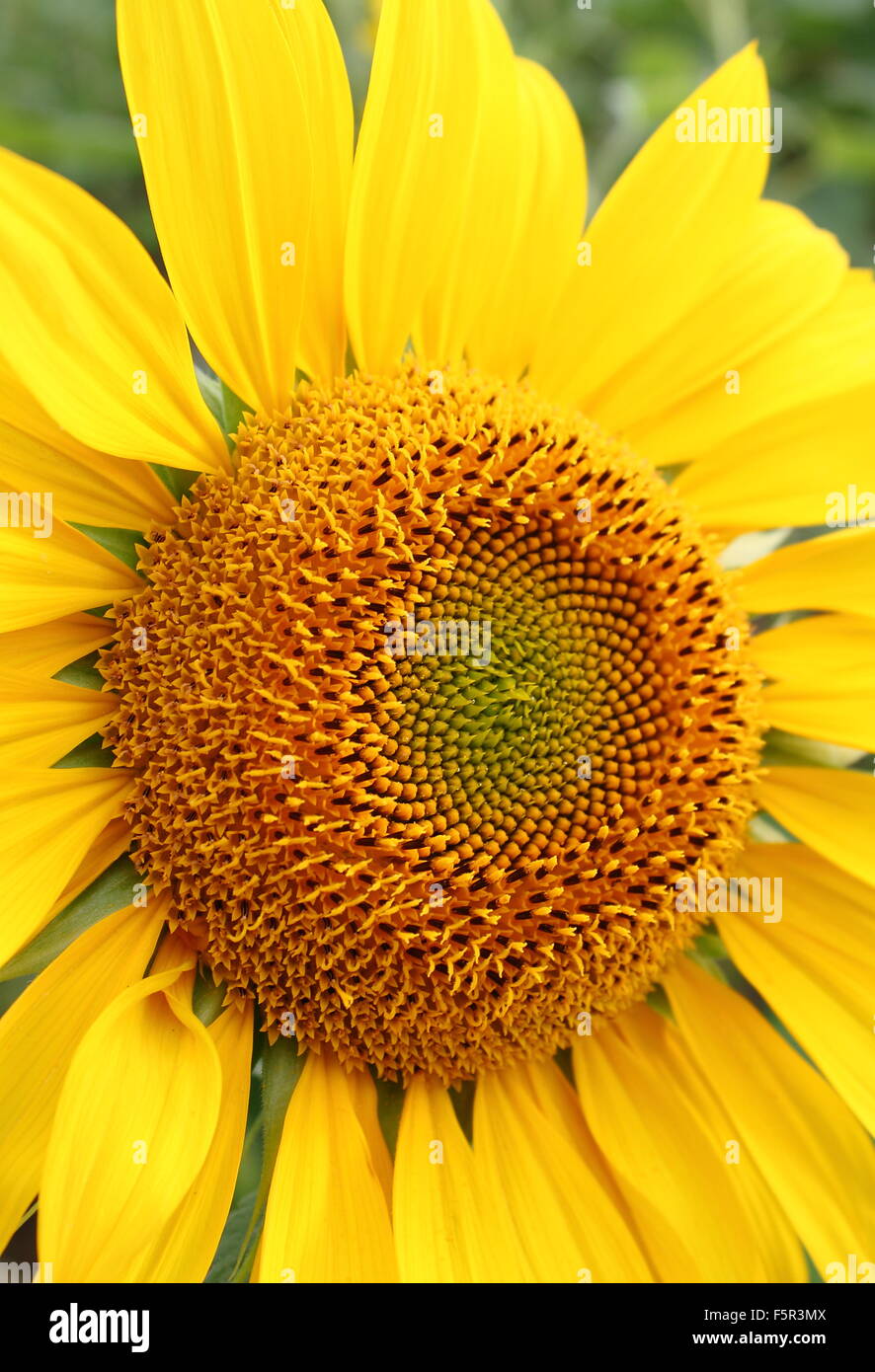 Closeup of a sunflower Stock Photo - Alamy