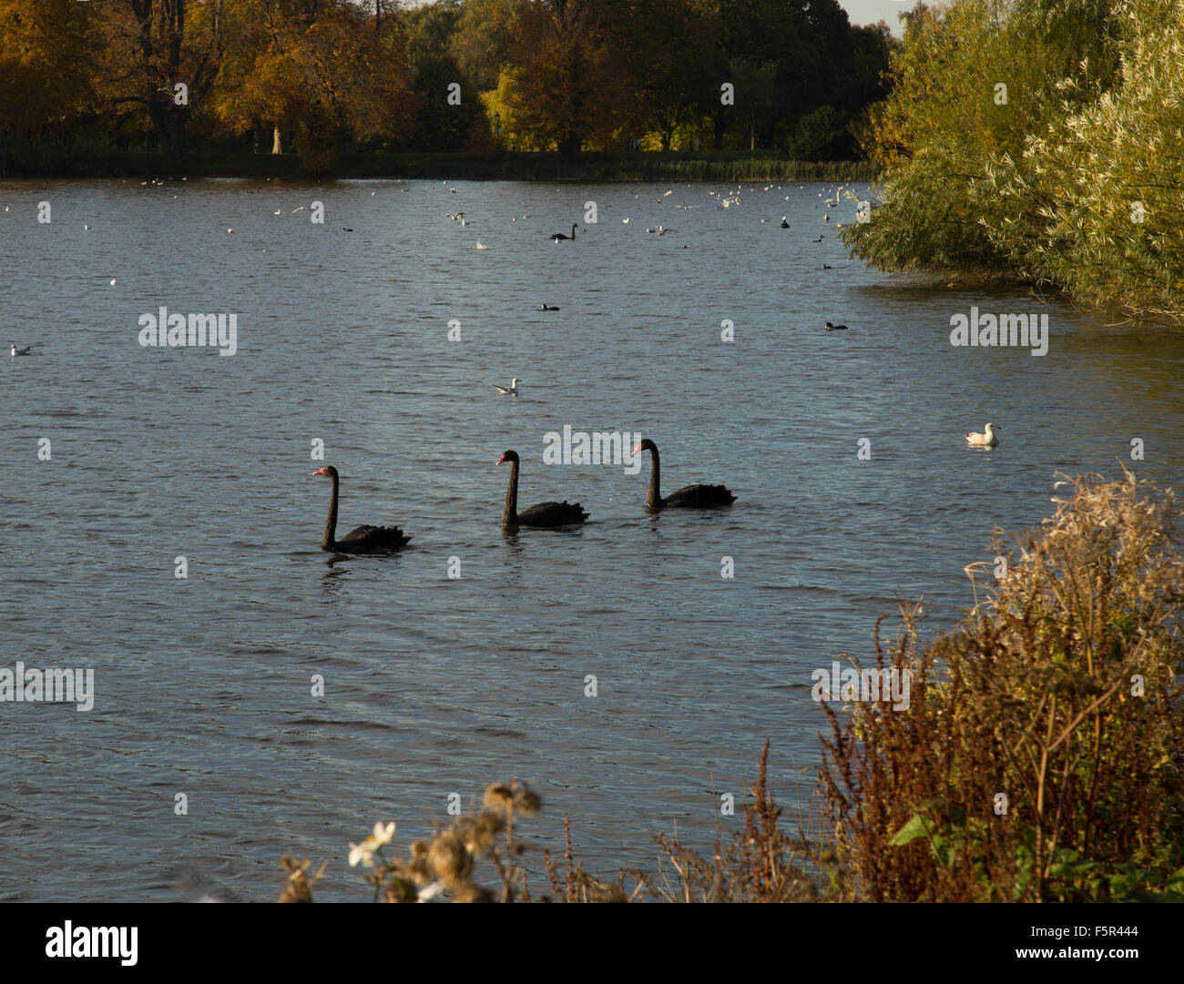 Row of swans hi-res stock photography and images - Alamy