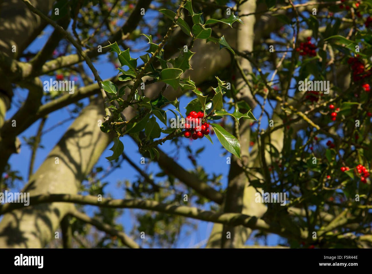 Holly berry leaves christmas hi-res stock photography and images - Alamy