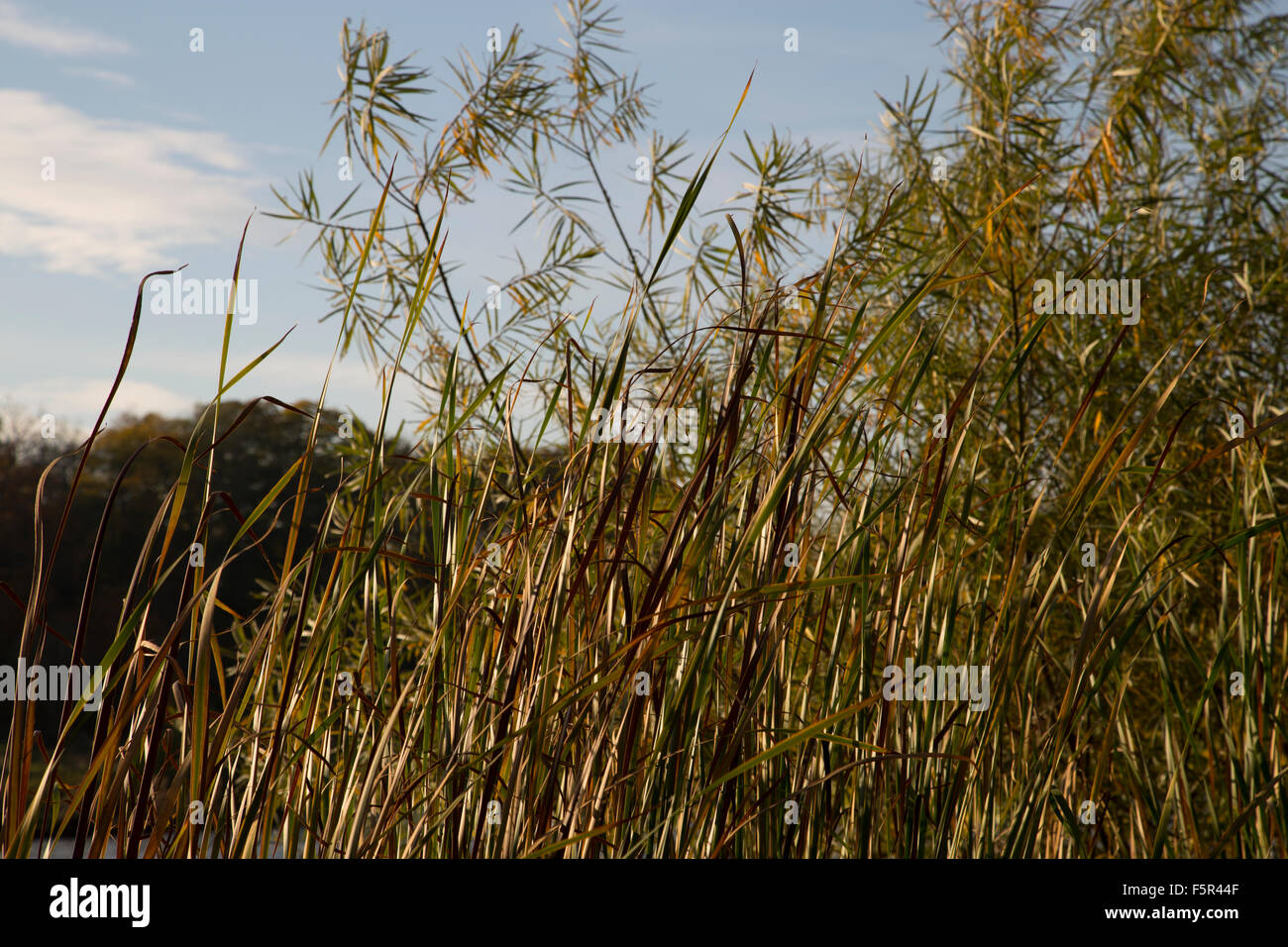 Reed grasses hi-res stock photography and images - Alamy