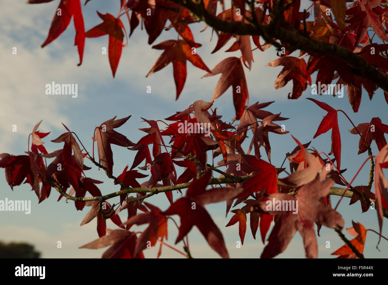Scattered red leaves hi-res stock photography and images - Alamy