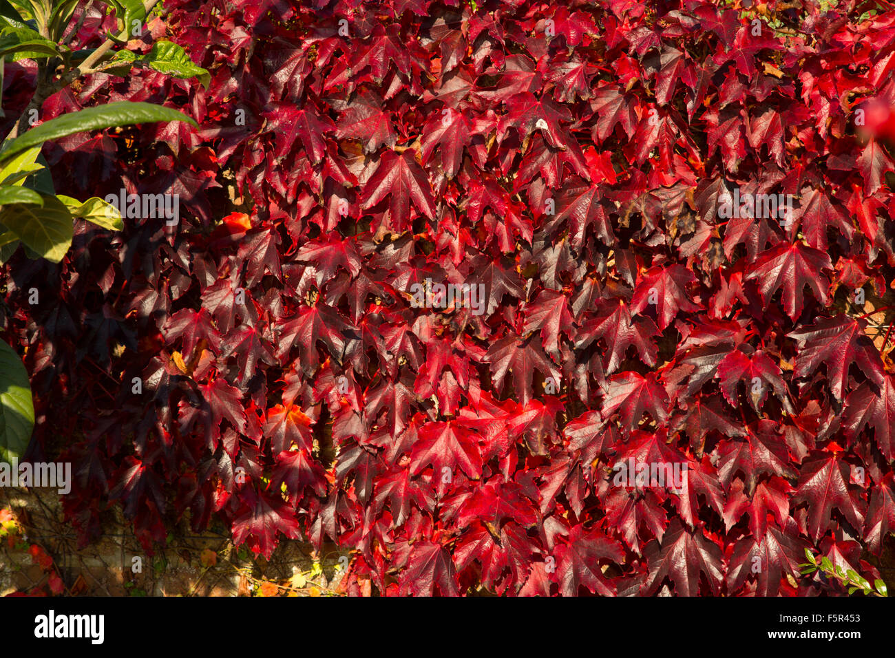 Virginia creeper climbing tree hi-res stock photography and images - Alamy