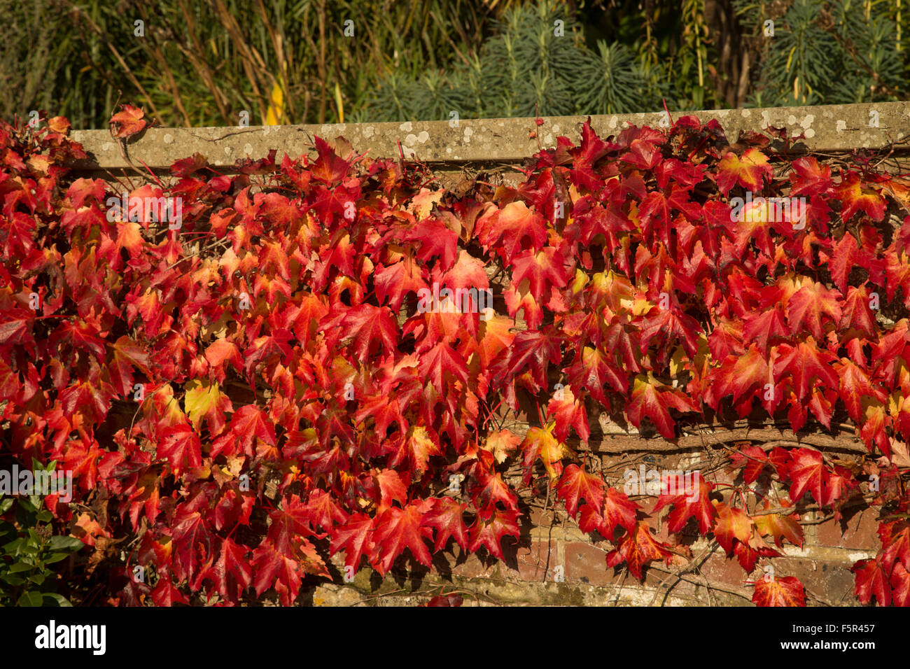 Scarlet creeper hi-res stock photography and images - Alamy